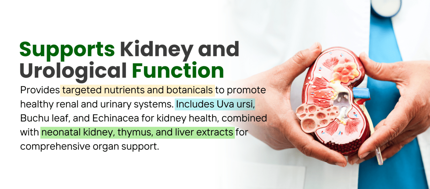 Core Kidney – Integrative Medicine